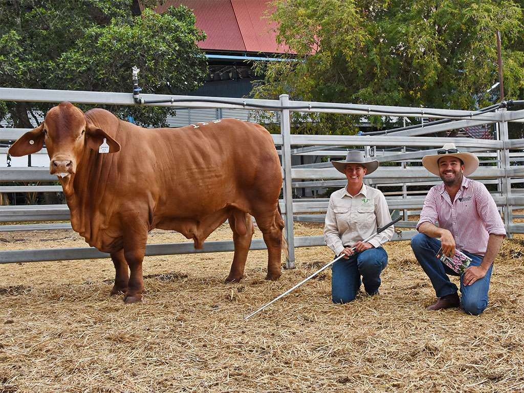 CQ Invitational Droughtmaster Sale